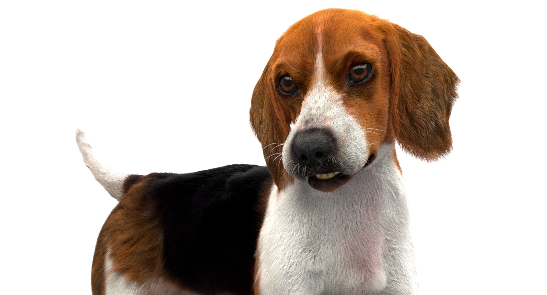 Beagle dog rigged model - TurboSquid 1286982