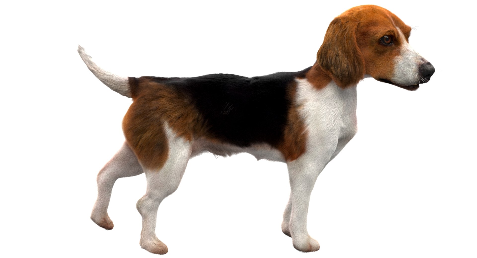 Beagle dog rigged model - TurboSquid 1286982