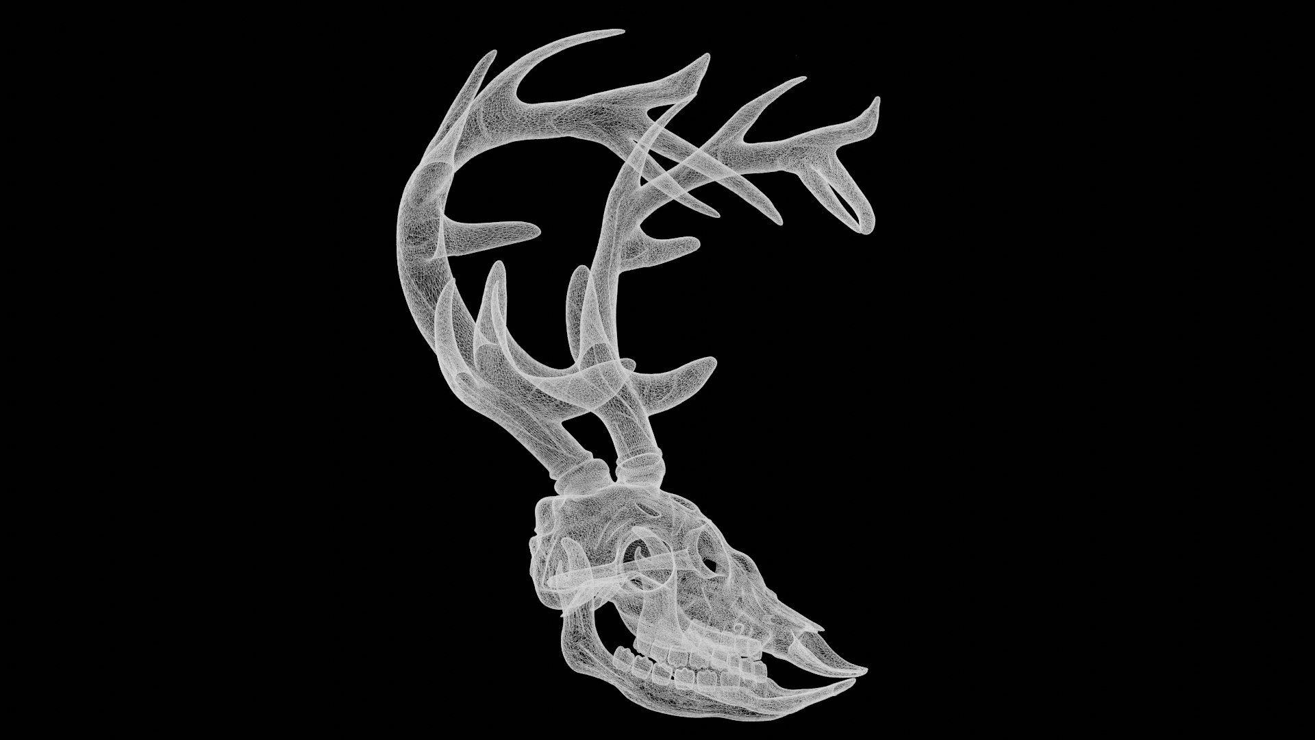 Deer Skull 3D Model - TurboSquid 1828190