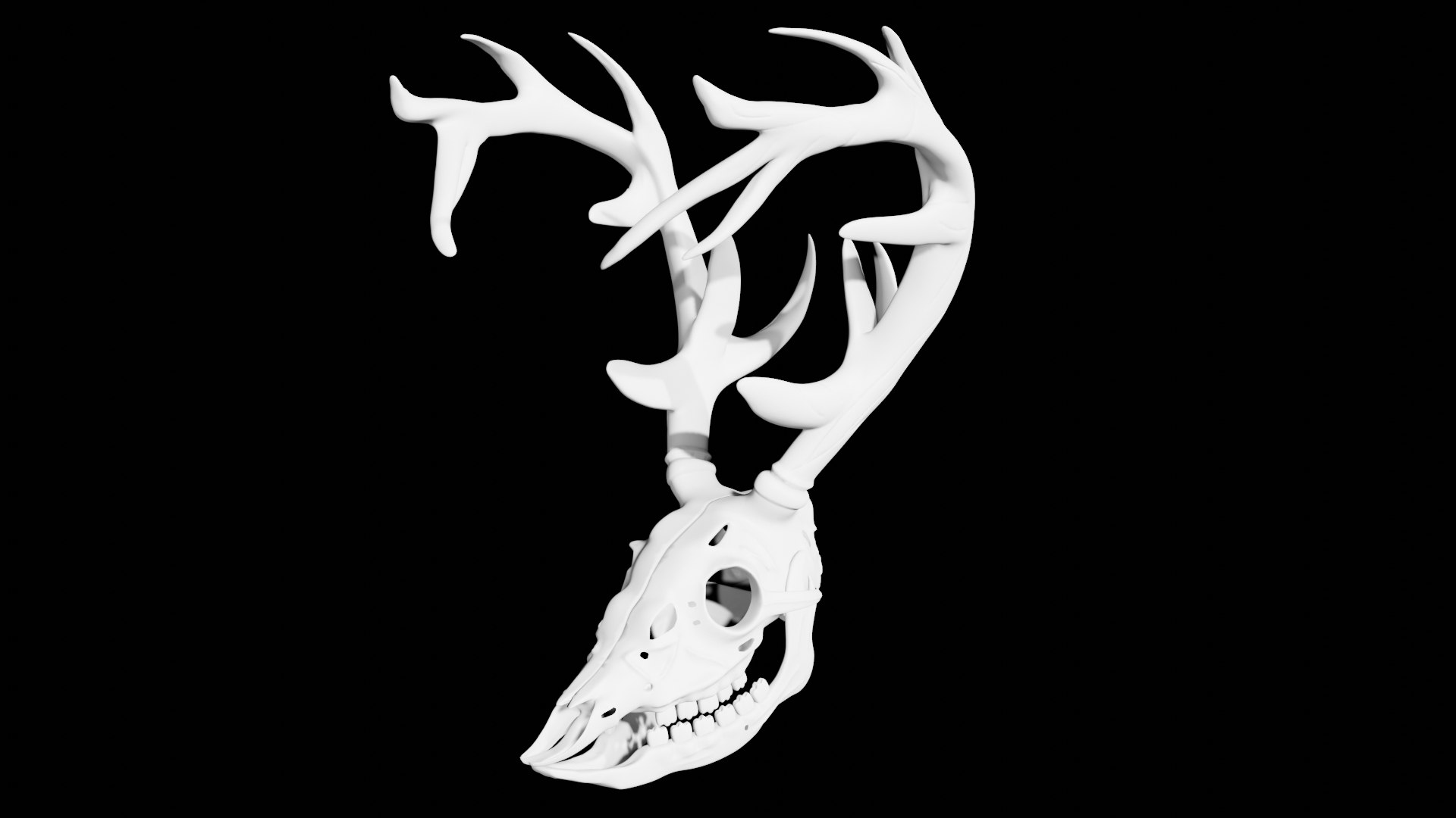 Deer Skull 3D Model - TurboSquid 1828190