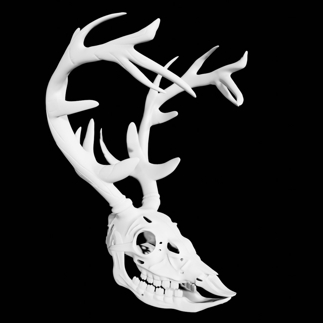 Deer Skull 3D Model - TurboSquid 1828190