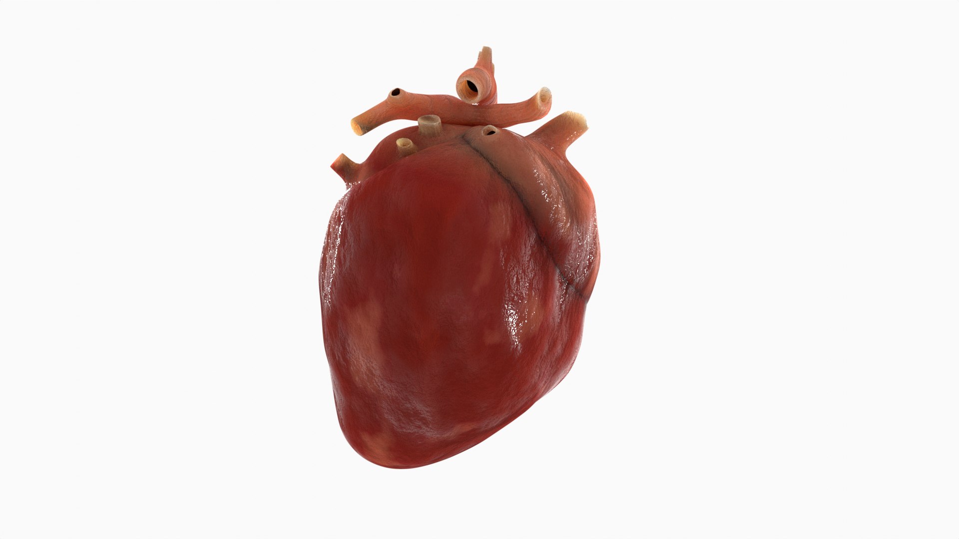 Human Heart 3D Model - TurboSquid 1990081