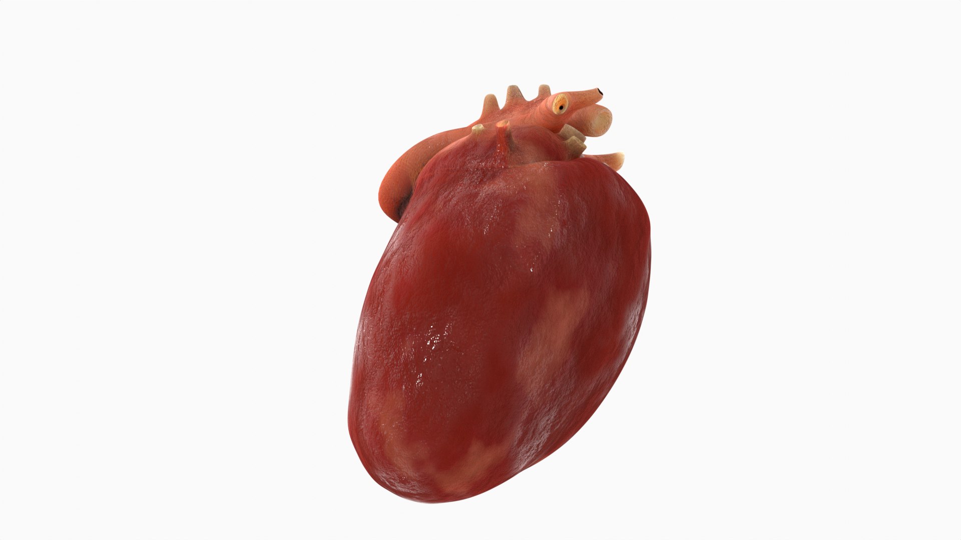 Human Heart 3D Model - TurboSquid 1990081
