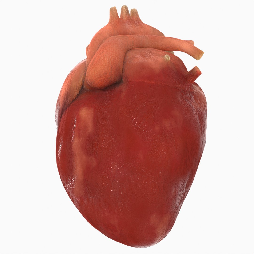 Human Heart 3D Model - TurboSquid 1990081