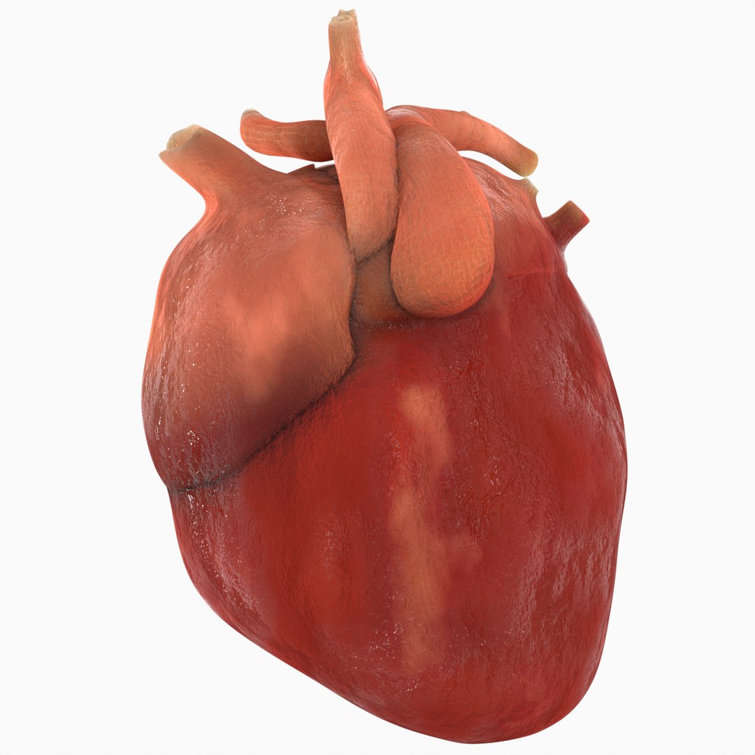 Human Heart 3D Model - TurboSquid 1990081