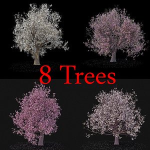 Cherry Tree 3D Models for Download | TurboSquid