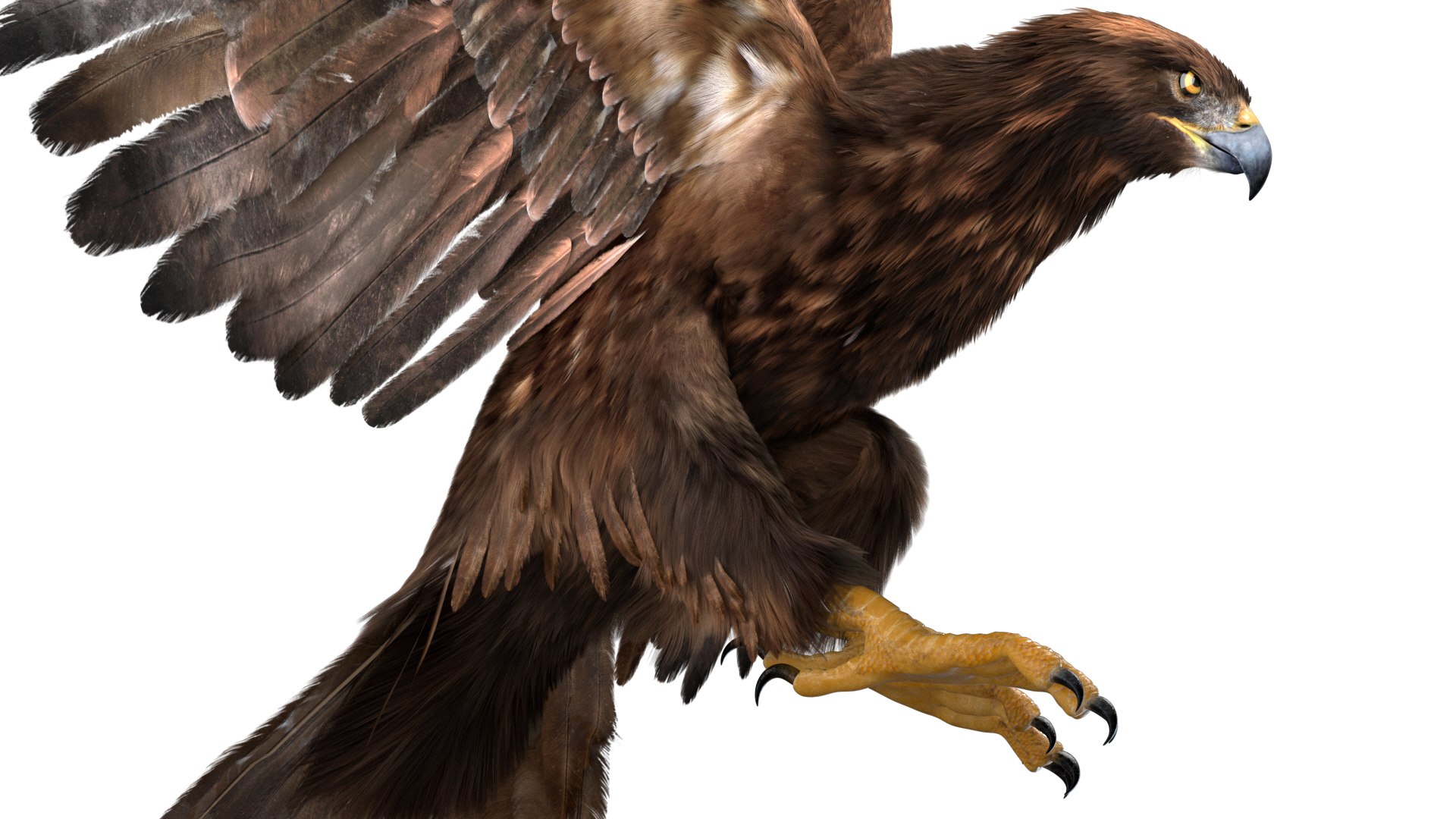 Realistic golden eagle rigged 3D model - TurboSquid 1511943