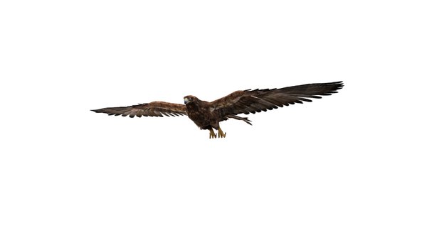 Realistic golden eagle rigged 3D model - TurboSquid 1511943