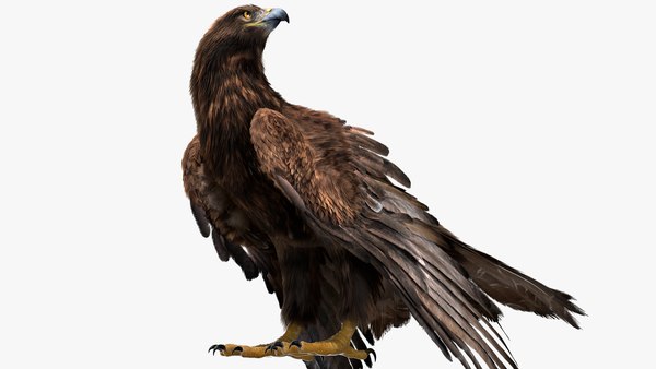 Realistic golden eagle rigged 3D model - TurboSquid 1511943