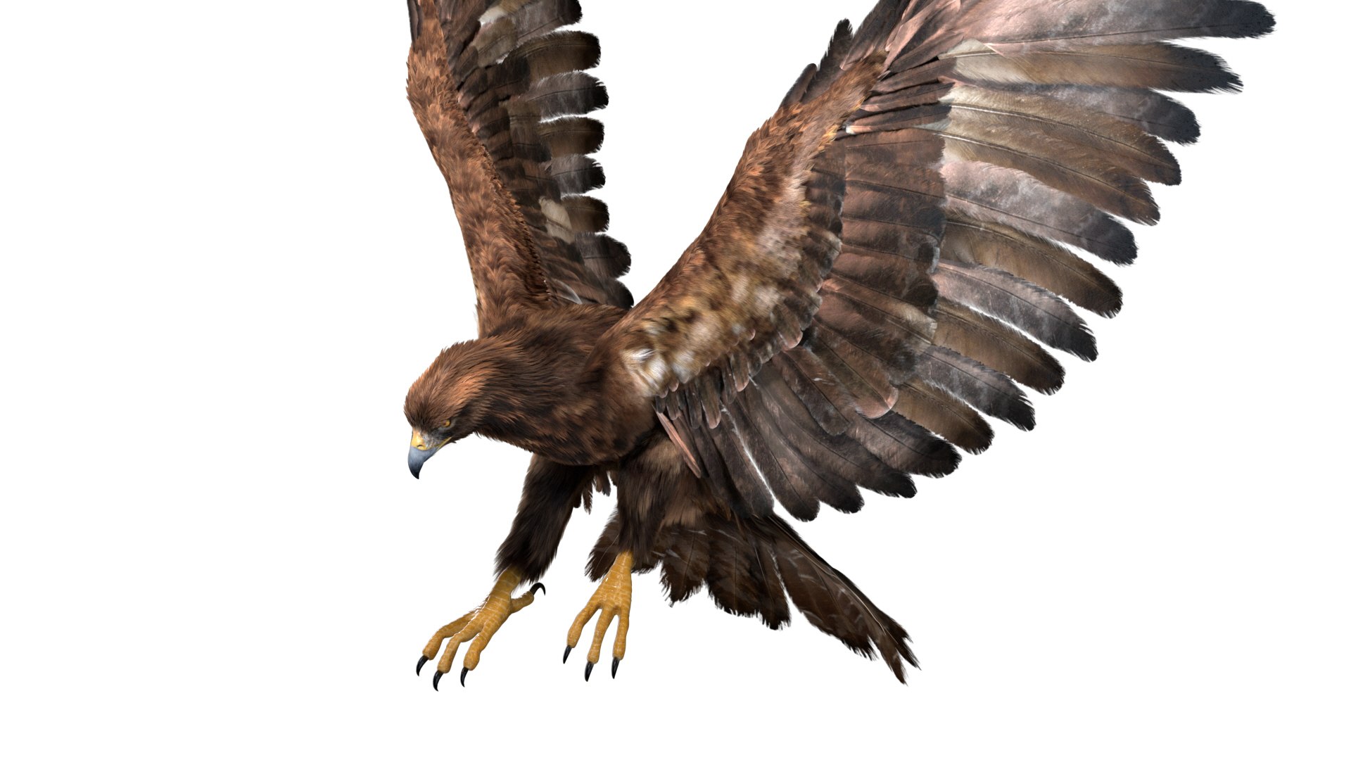 Realistic golden eagle rigged 3D model - TurboSquid 1511943