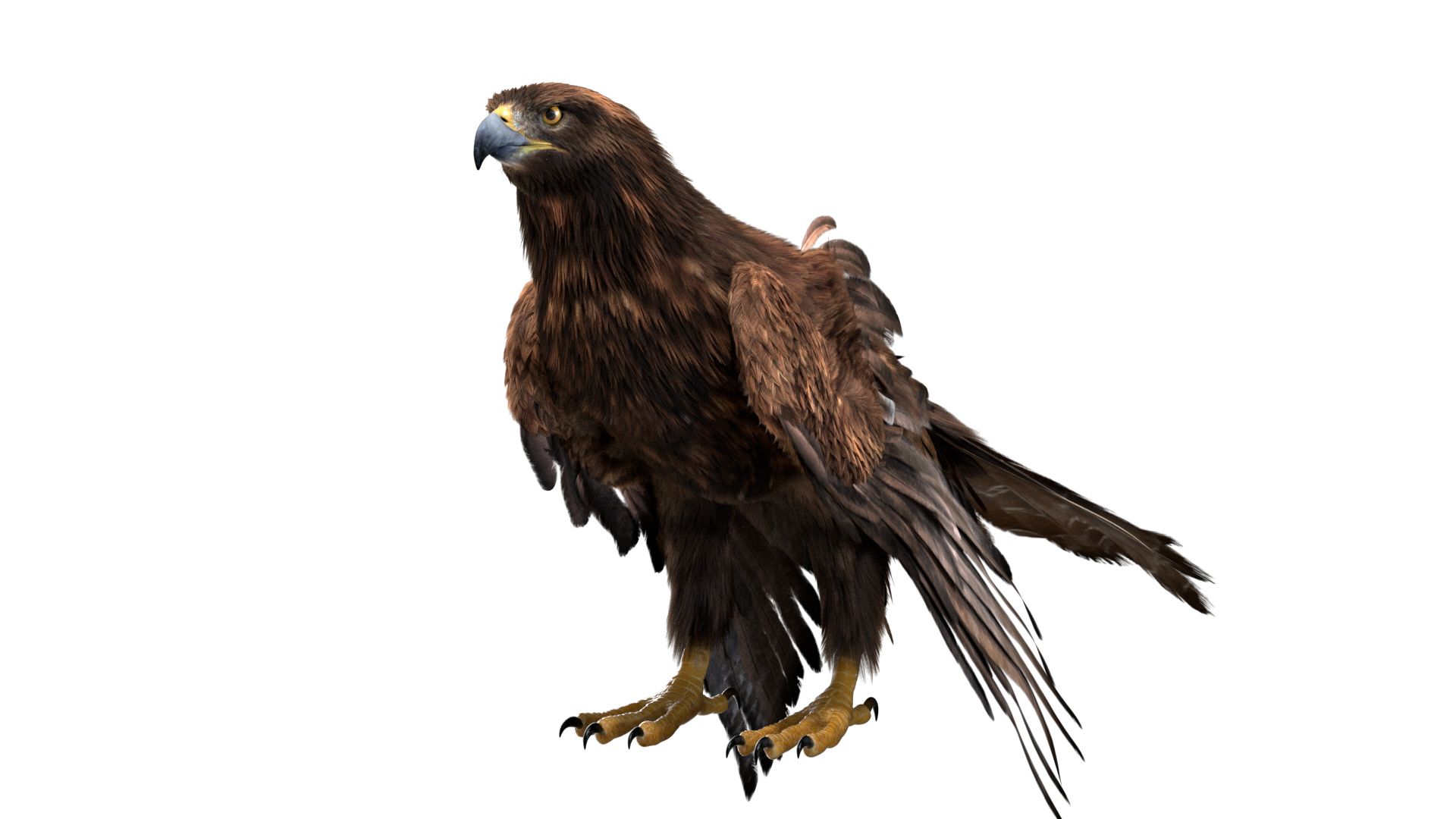 Realistic Golden Eagle Rigged 3D Model - TurboSquid 1511943
