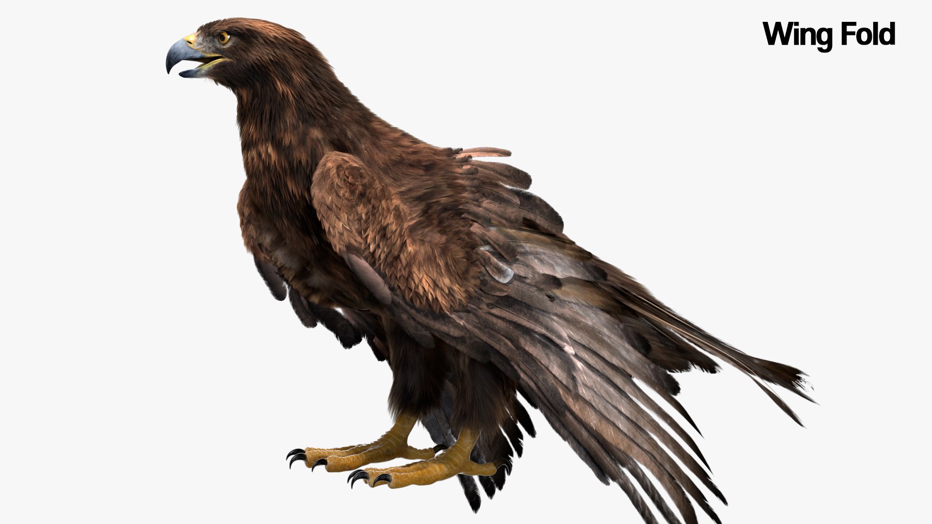Realistic Golden Eagle Rigged 3D Model - TurboSquid 1511943