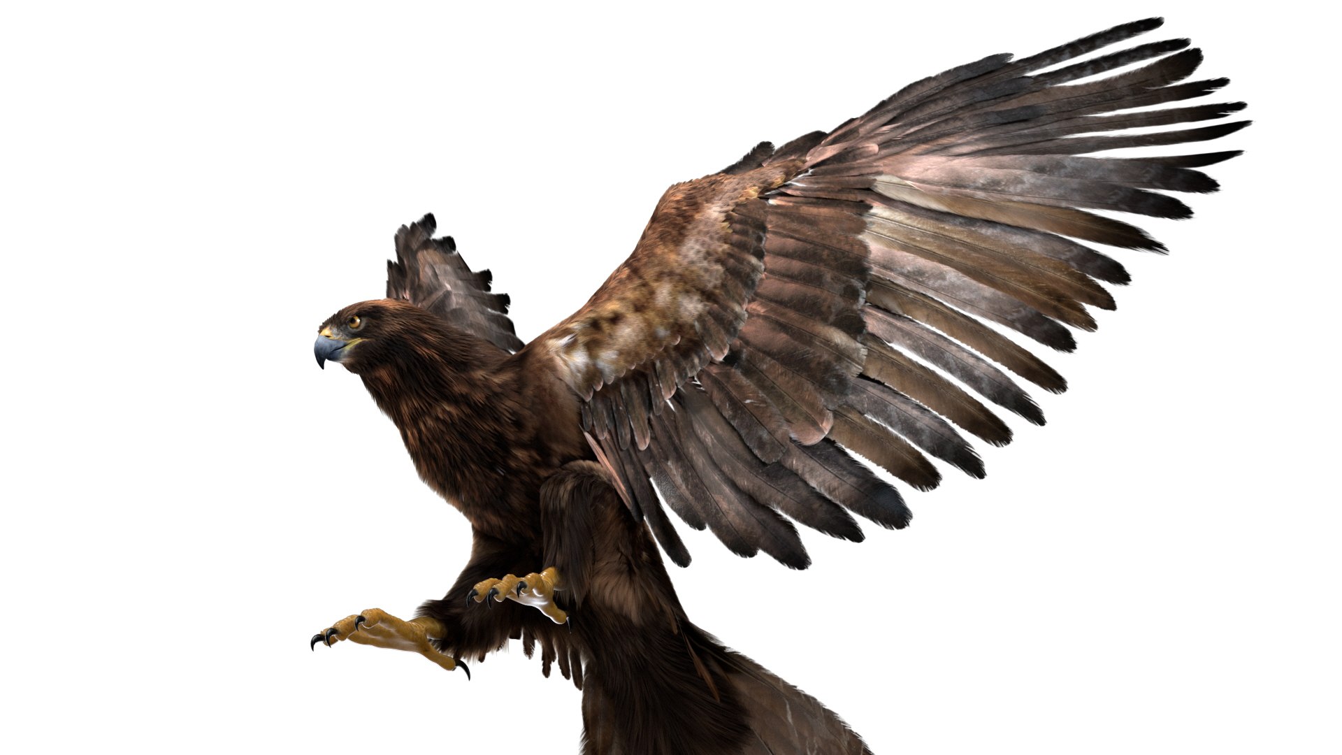 Realistic golden eagle rigged 3D model - TurboSquid 1511943