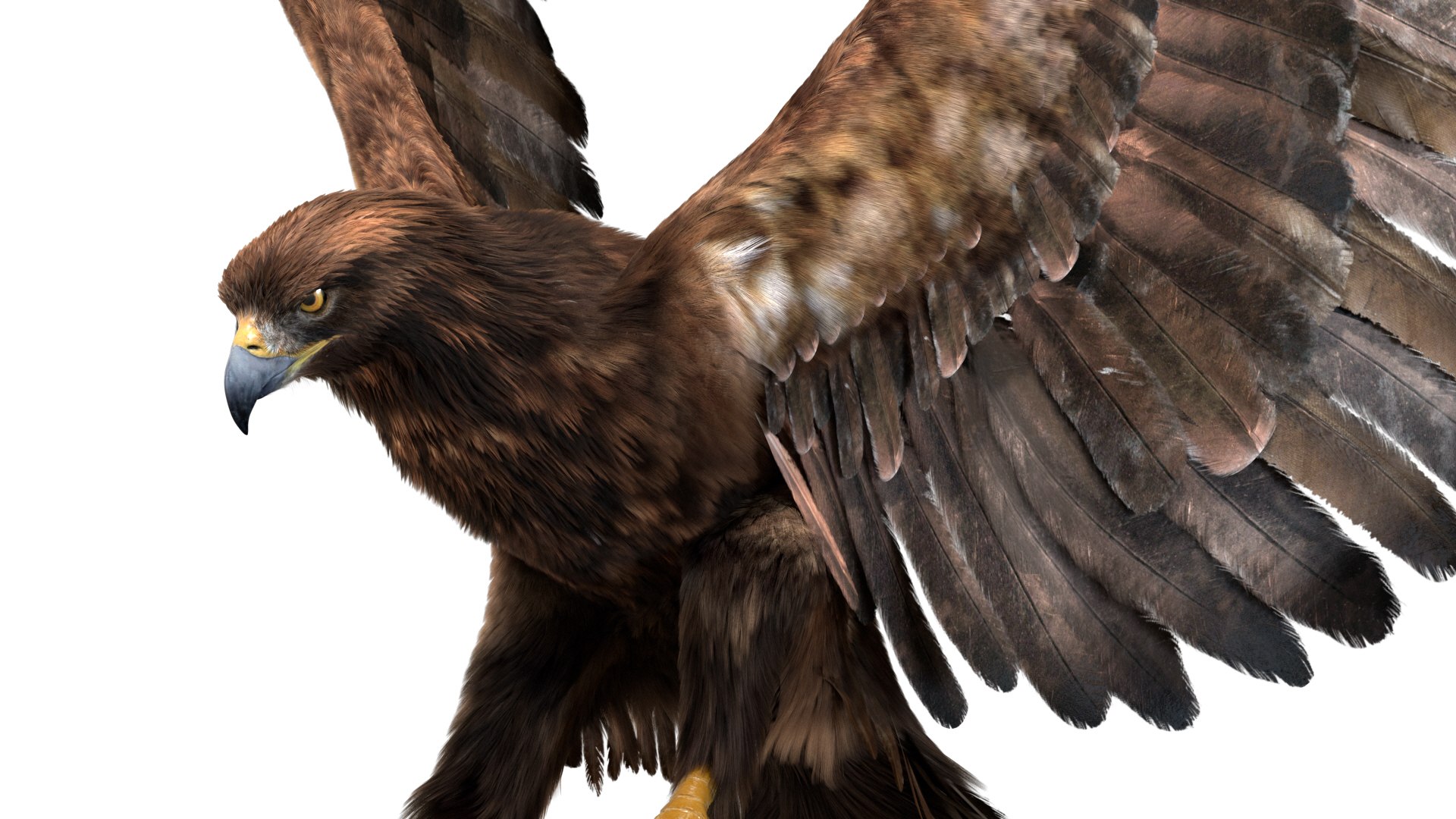 Realistic golden eagle rigged 3D model - TurboSquid 1511943