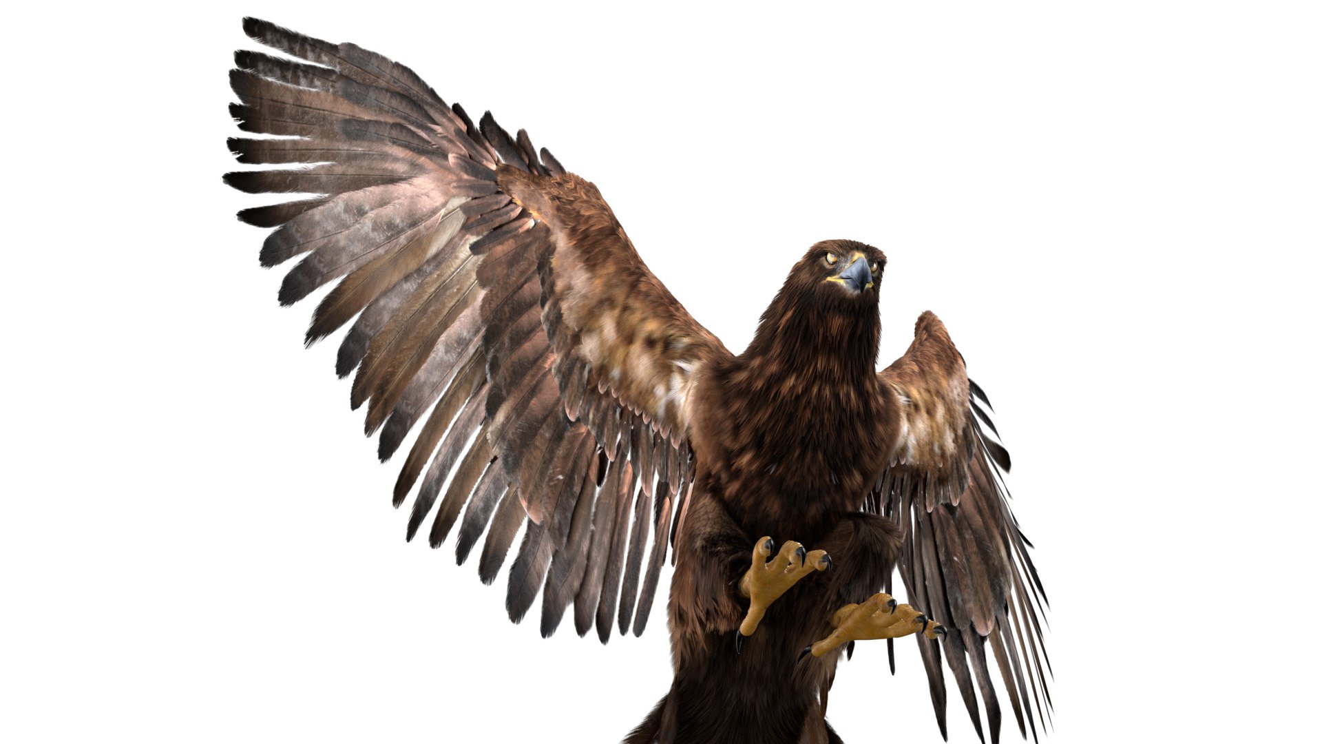 Realistic Golden Eagle Rigged 3D Model - TurboSquid 1511943