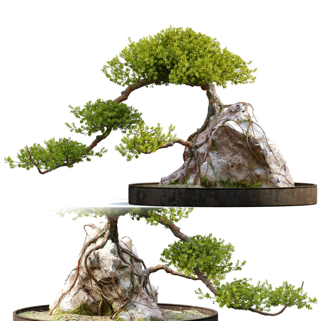 3D Bonsai plant 04 model - TurboSquid 1933068