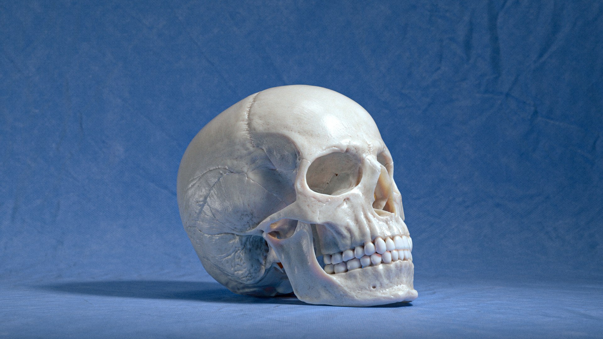 3D Human Anatomy - Skull Model - TurboSquid 2419186