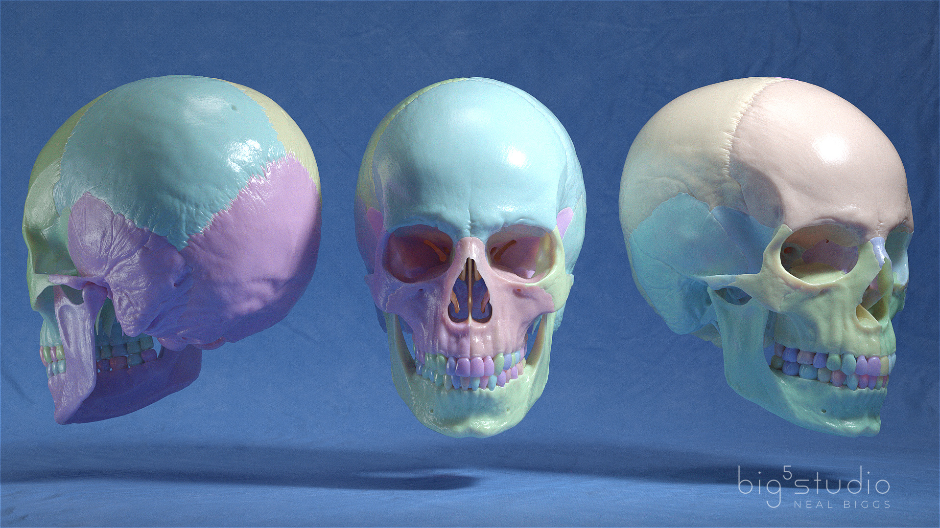 3D Human Anatomy - Skull Model - TurboSquid 2419186