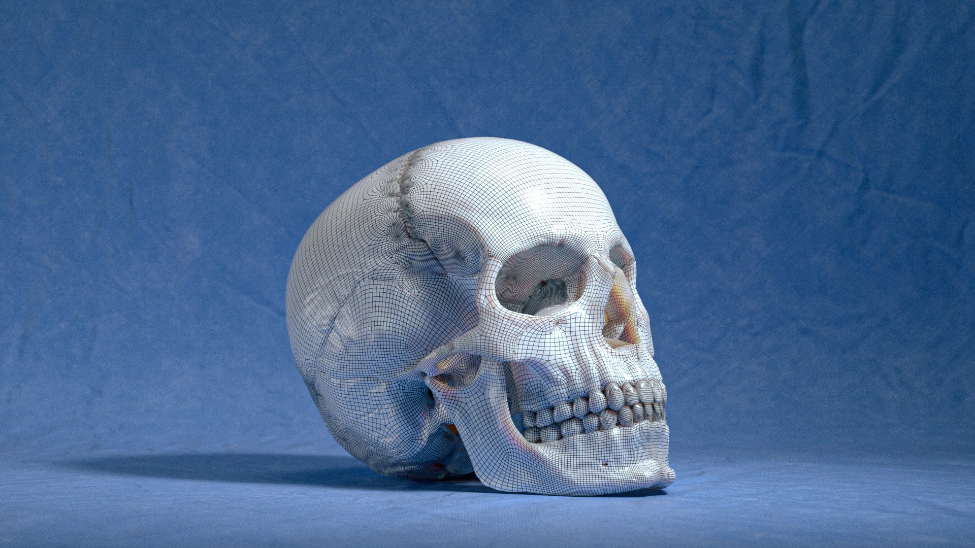 3D Human Anatomy - Skull Model - TurboSquid 2419186