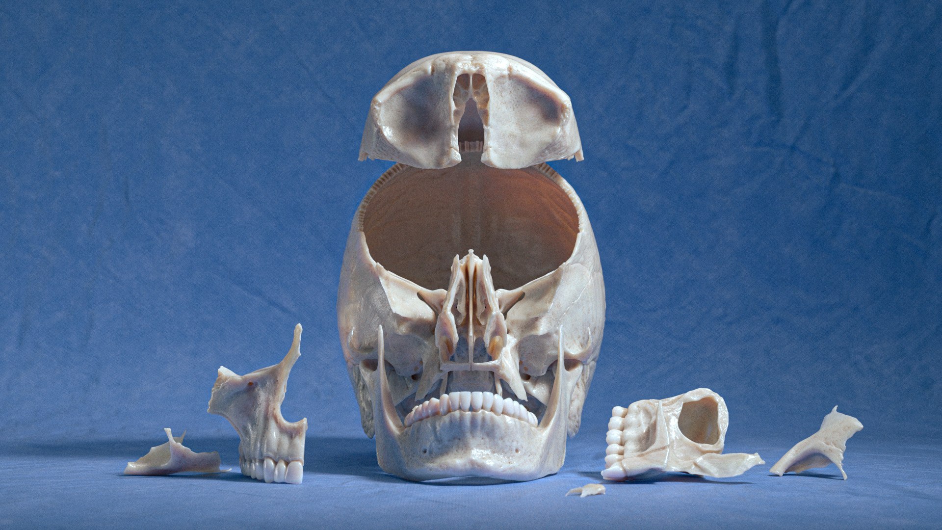 3D Human Anatomy - Skull Model - TurboSquid 2419186