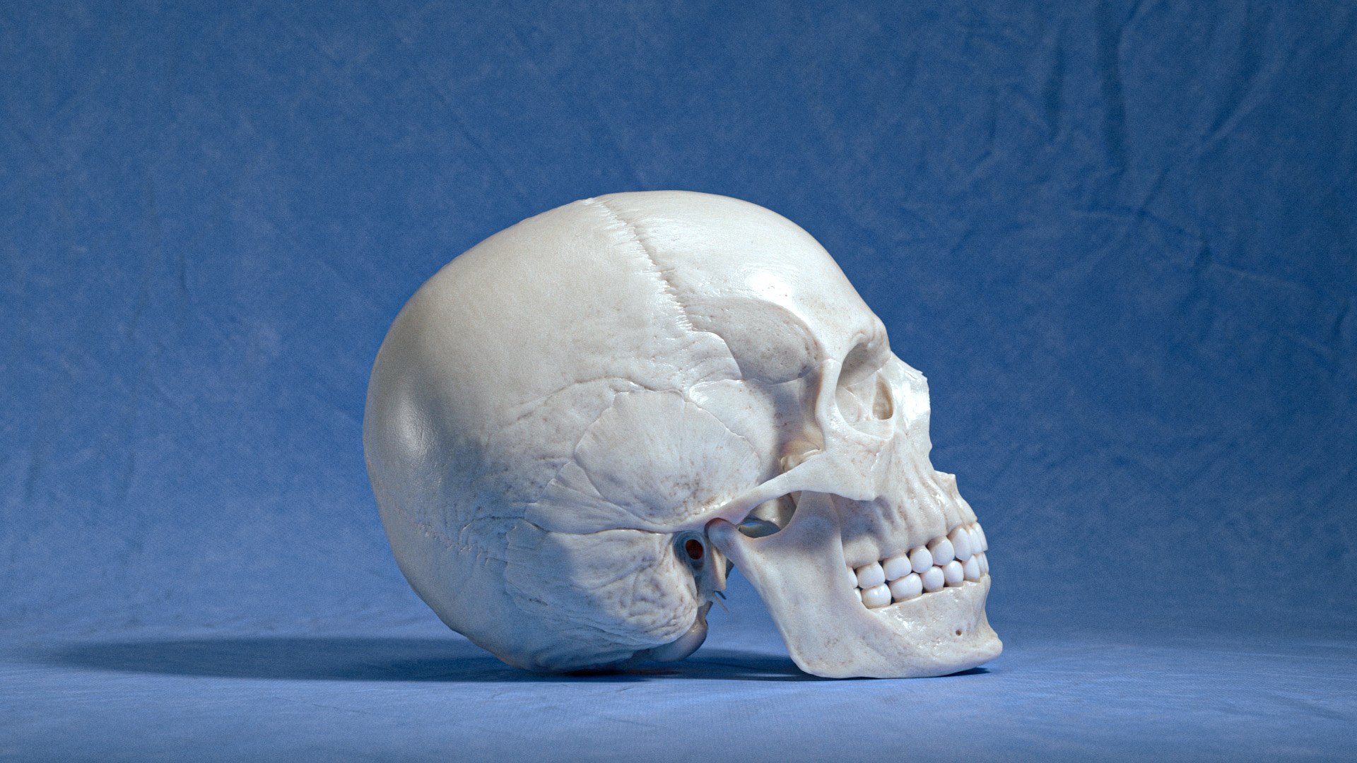 3D Human Anatomy - Skull Model - TurboSquid 2419186