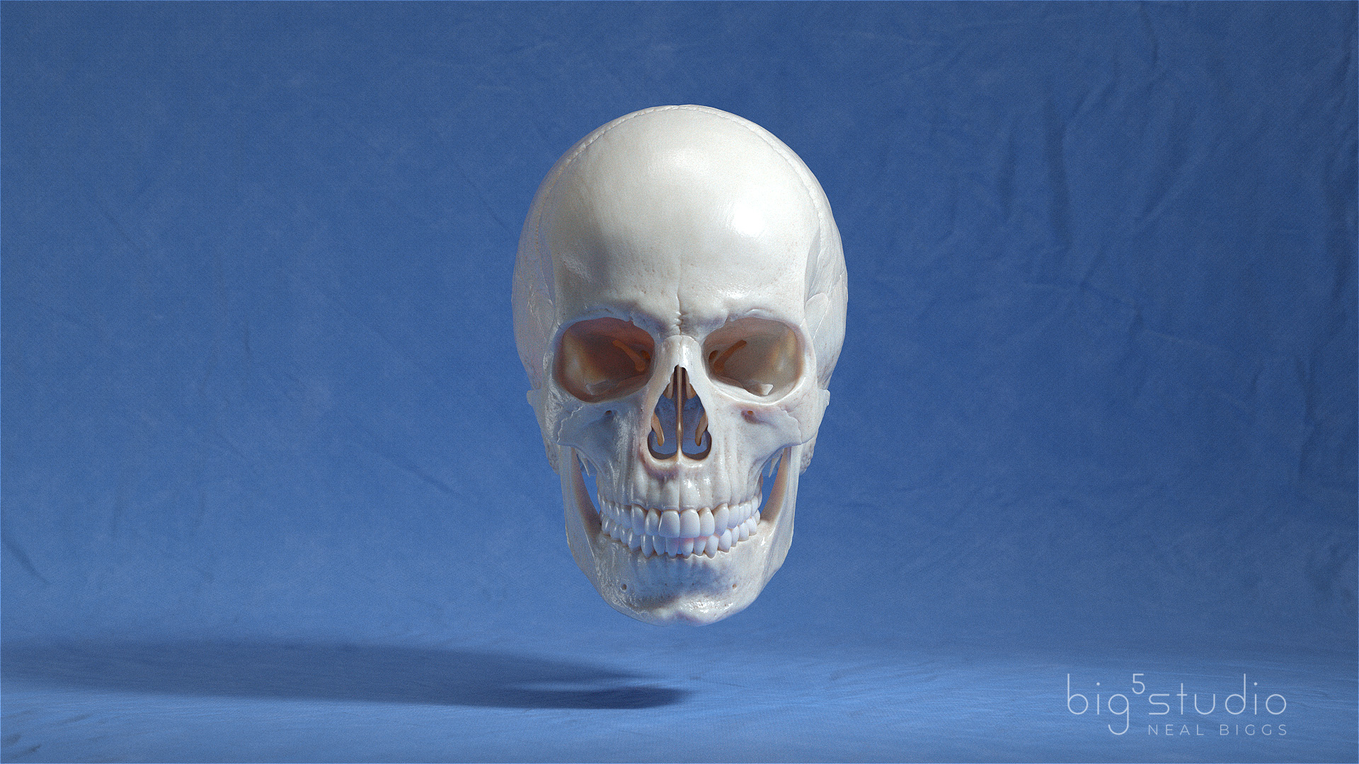 3D Human Anatomy - Skull Model - TurboSquid 2419186
