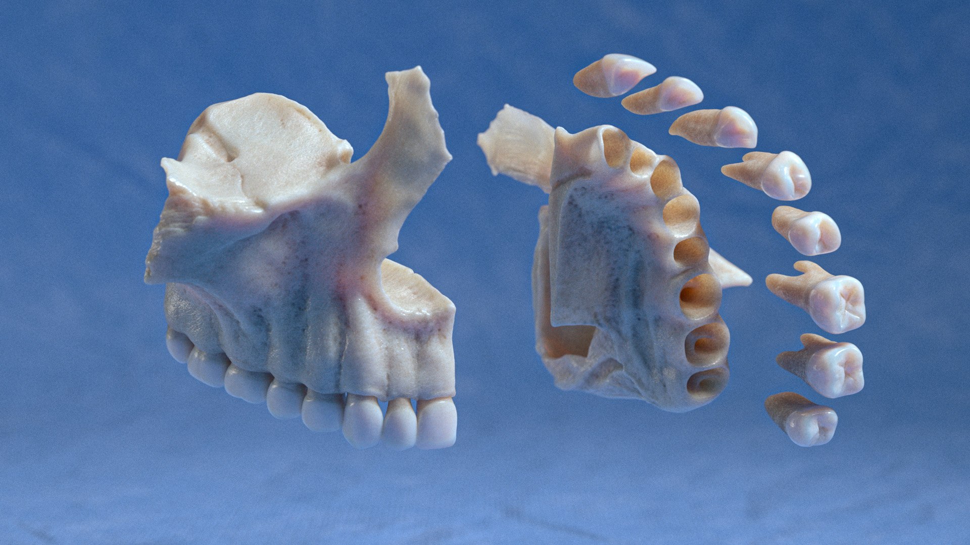 3D Human Anatomy - Skull Model - TurboSquid 2419186