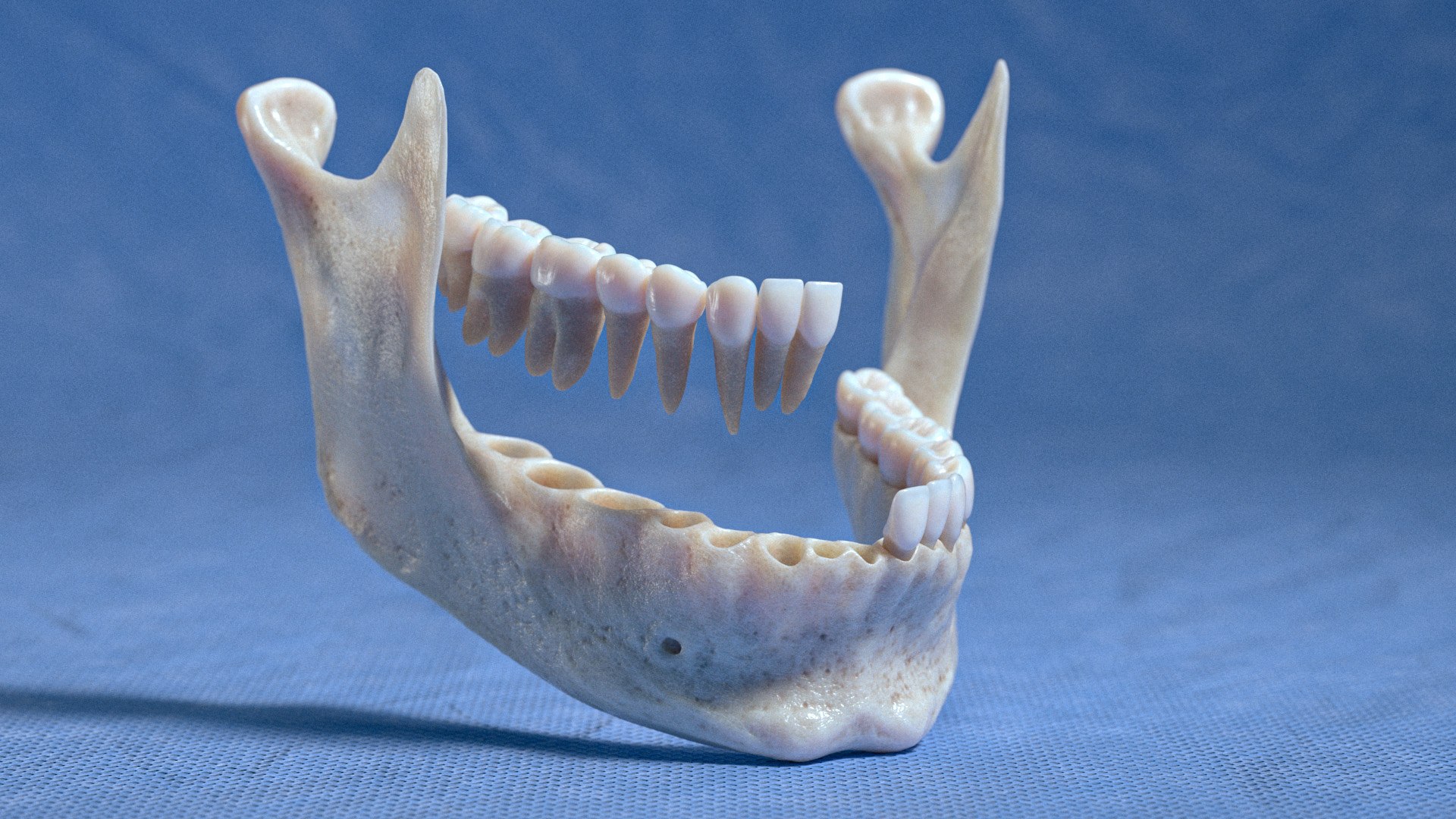 3D Human Anatomy - Skull Model - TurboSquid 2419186