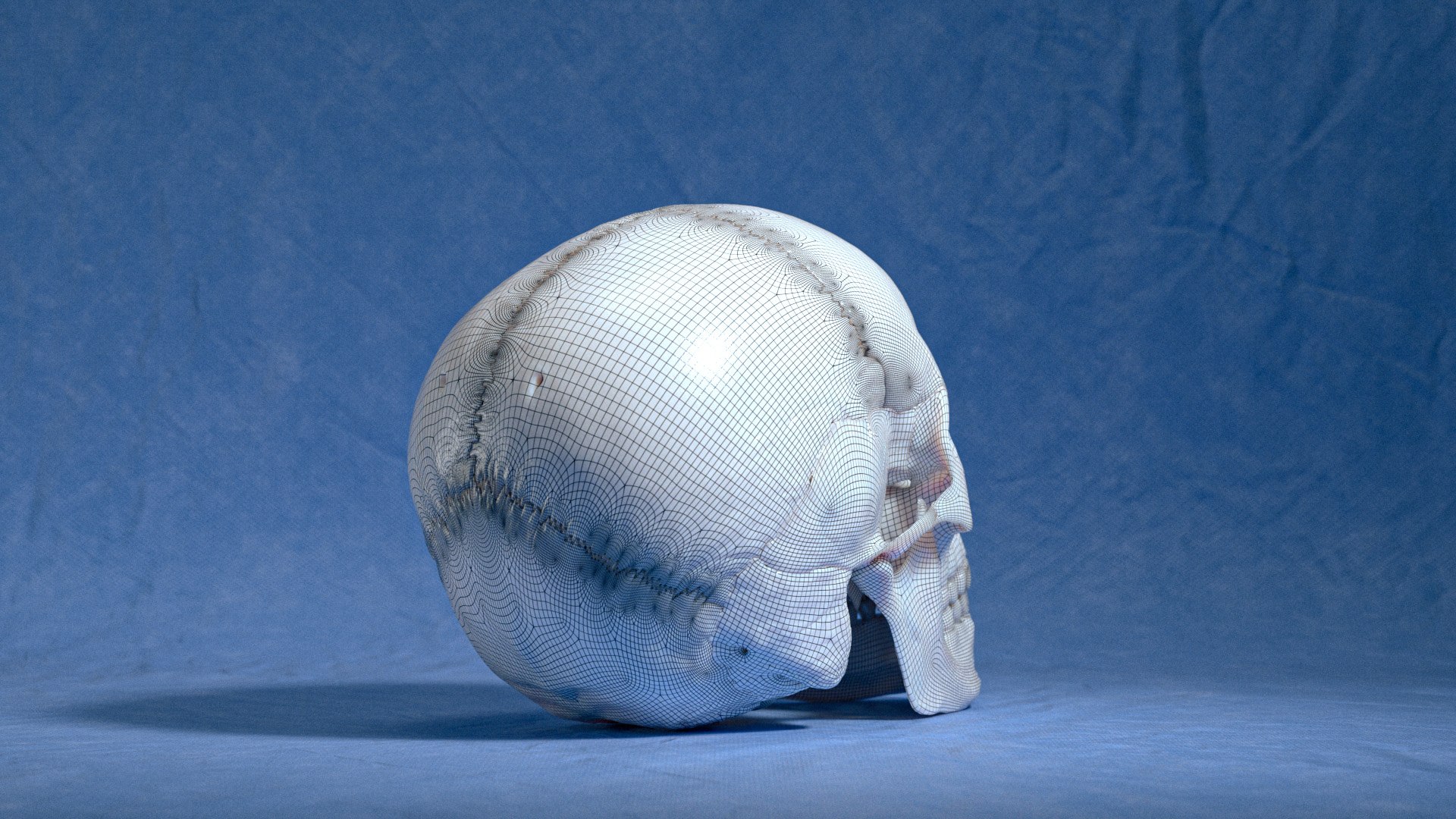 3D Human Anatomy - Skull Model - TurboSquid 2419186
