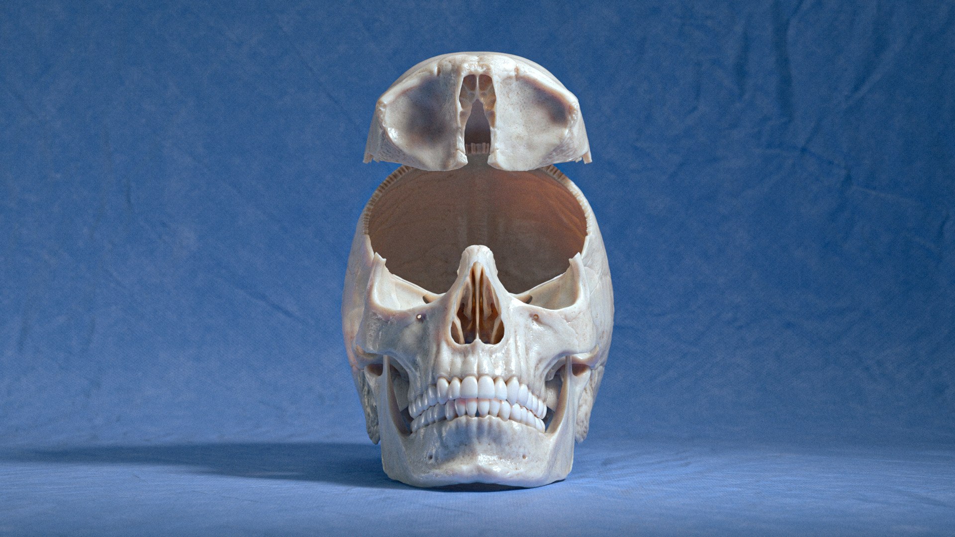 3D Human Anatomy - Skull Model - TurboSquid 2419186