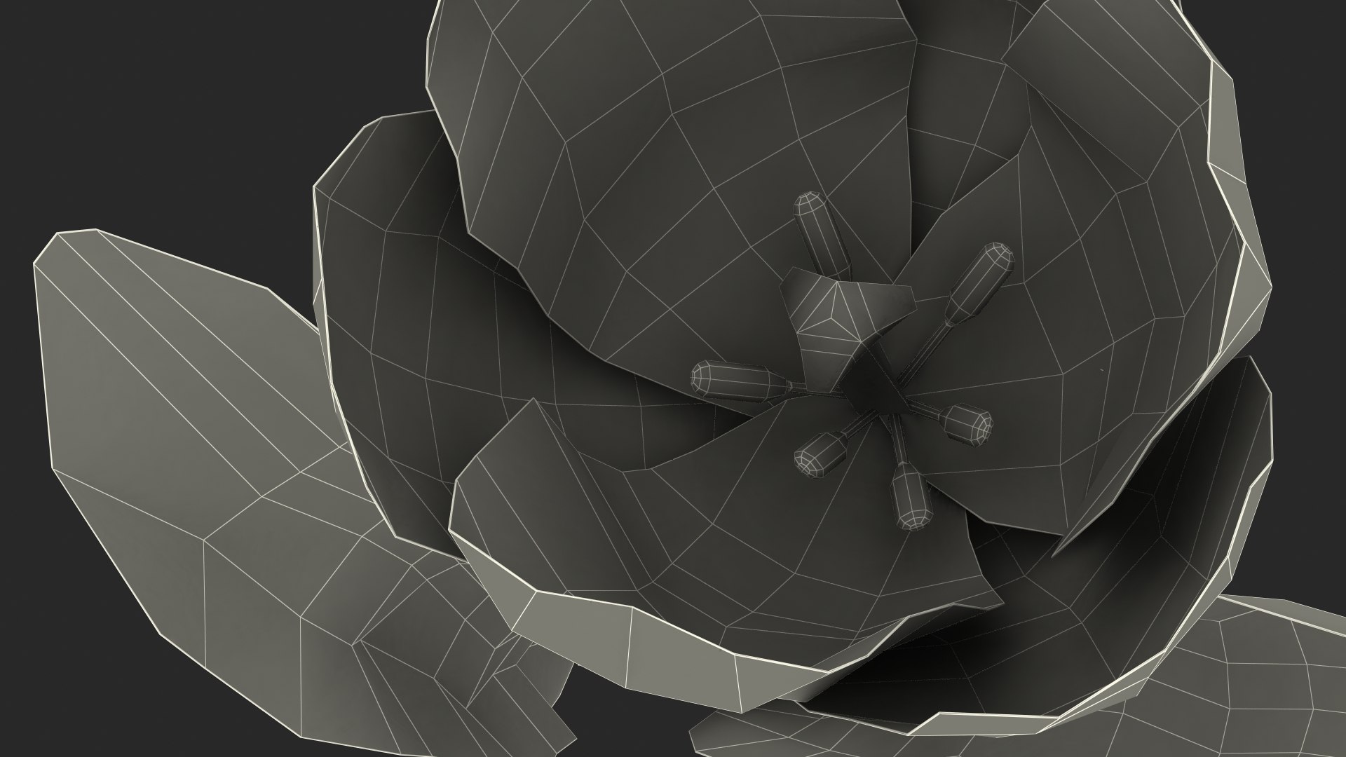 3D Pink Blooming Tulip Flower - TurboSquid 2188778
