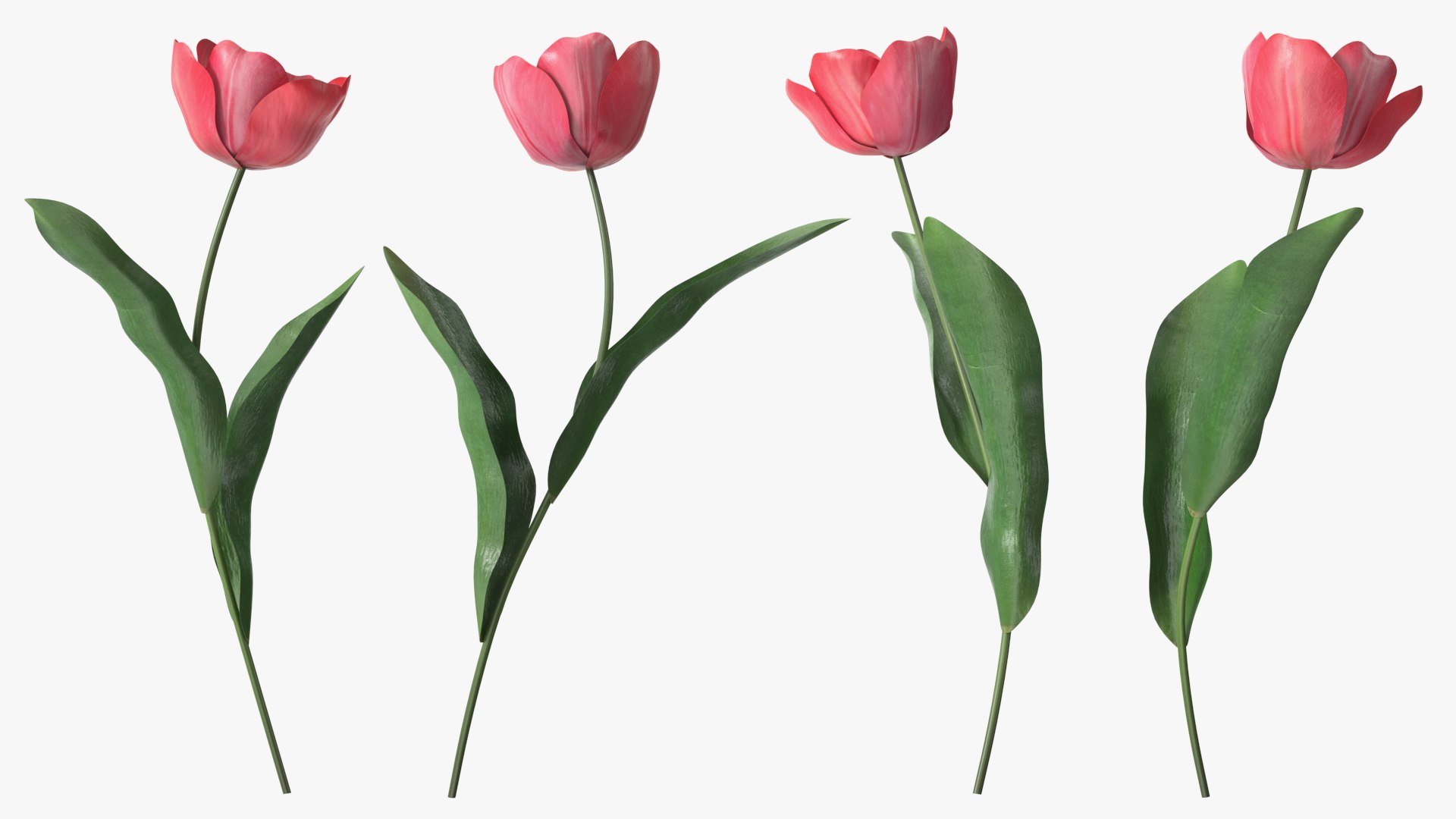 3D Pink Blooming Tulip Flower - TurboSquid 2188778