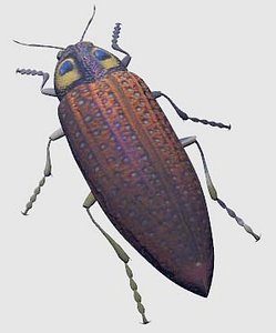 Beetle 3D Models for Download | TurboSquid