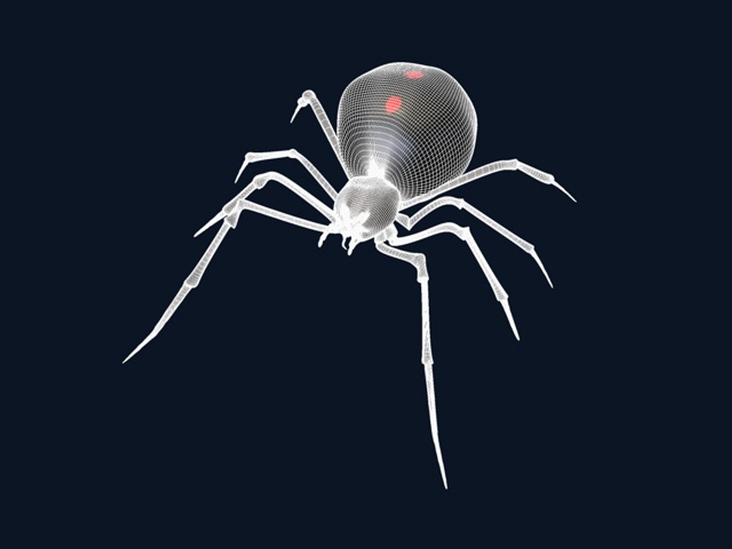3d Model 5 Black Widow Spider