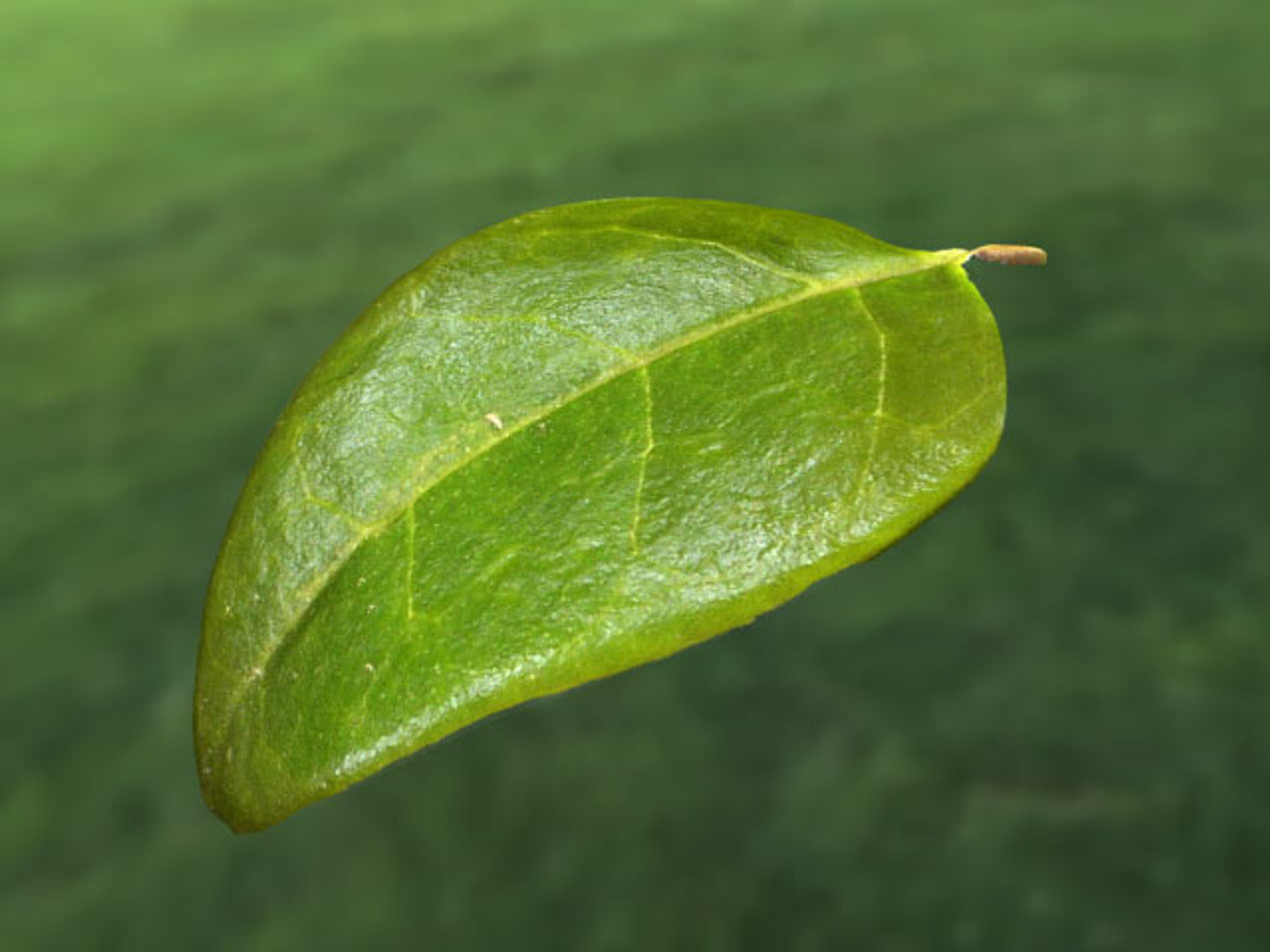 leaf 3d model
