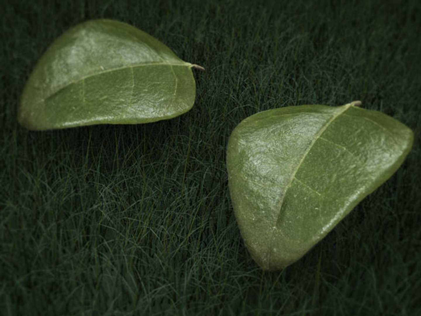 Leaf 3d Model