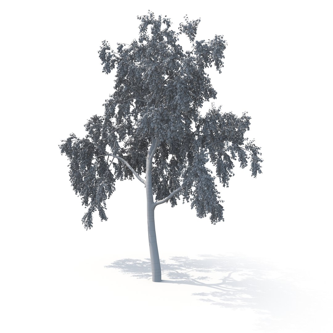 Birch Tree Seasons 1 3D Model - TurboSquid 1500077