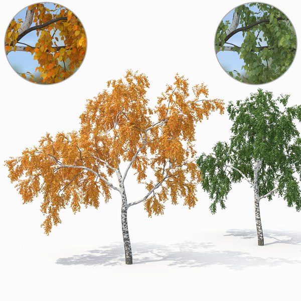 Silver Birch 3D Models for Download | TurboSquid