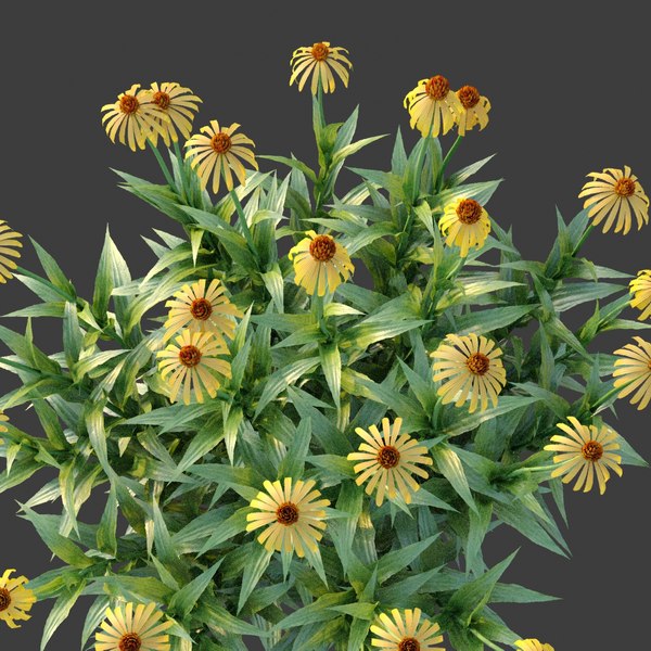 XfrogPlants Yellow Coneflower - Echinacea Paradoxa 3D model ...