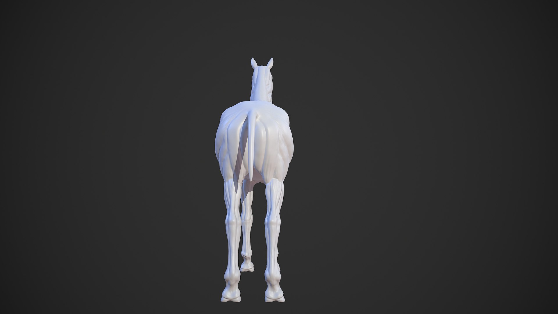 Animal Horse Anatomy Skin Model - TurboSquid 1582644