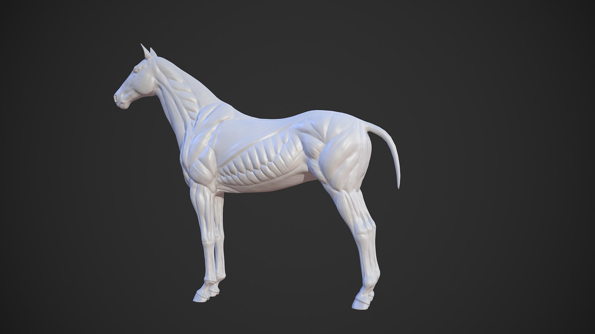 Animal Horse Anatomy Skin Model - TurboSquid 1582644
