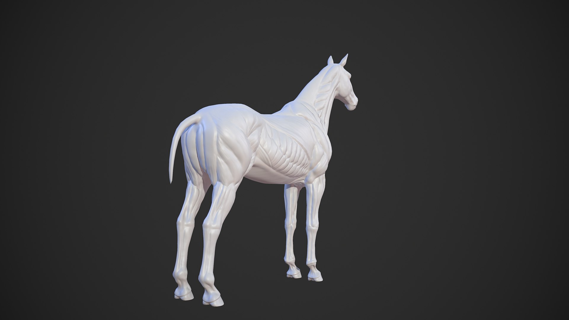 Animal Horse Anatomy Skin Model - TurboSquid 1582644
