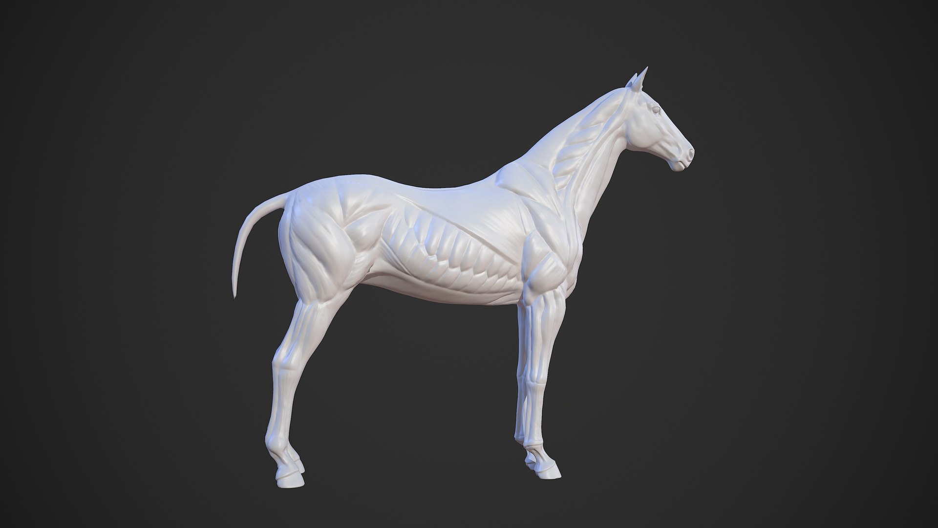 Animal Horse Anatomy Skin Model - TurboSquid 1582644