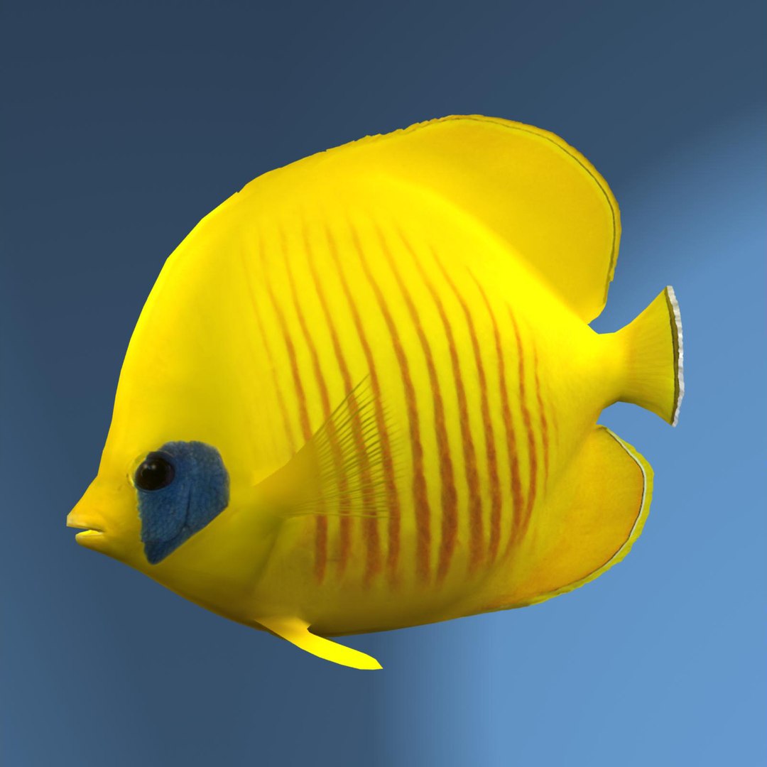 3dsmax Bluecheek Butterfly Fish