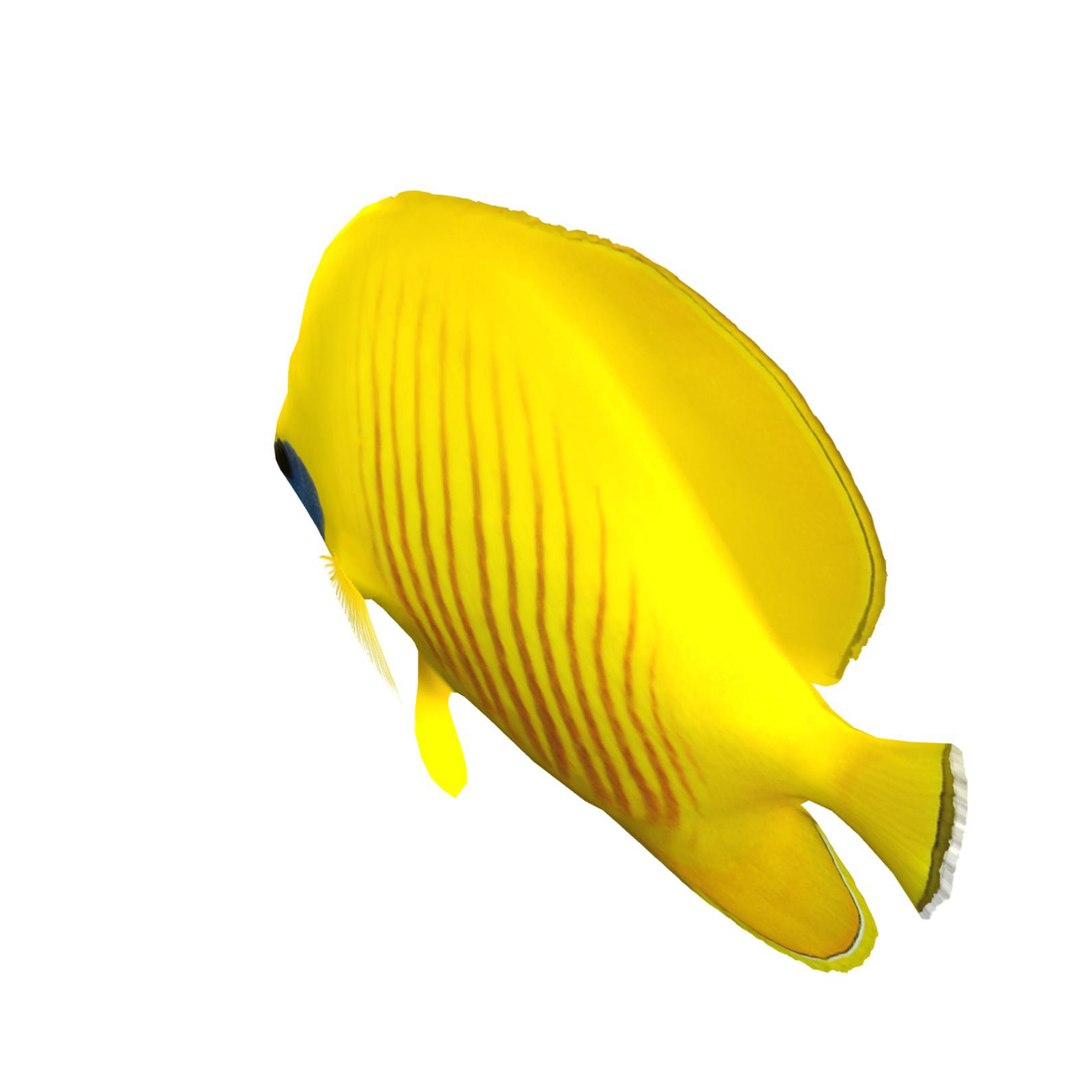 3dsmax Bluecheek Butterfly Fish