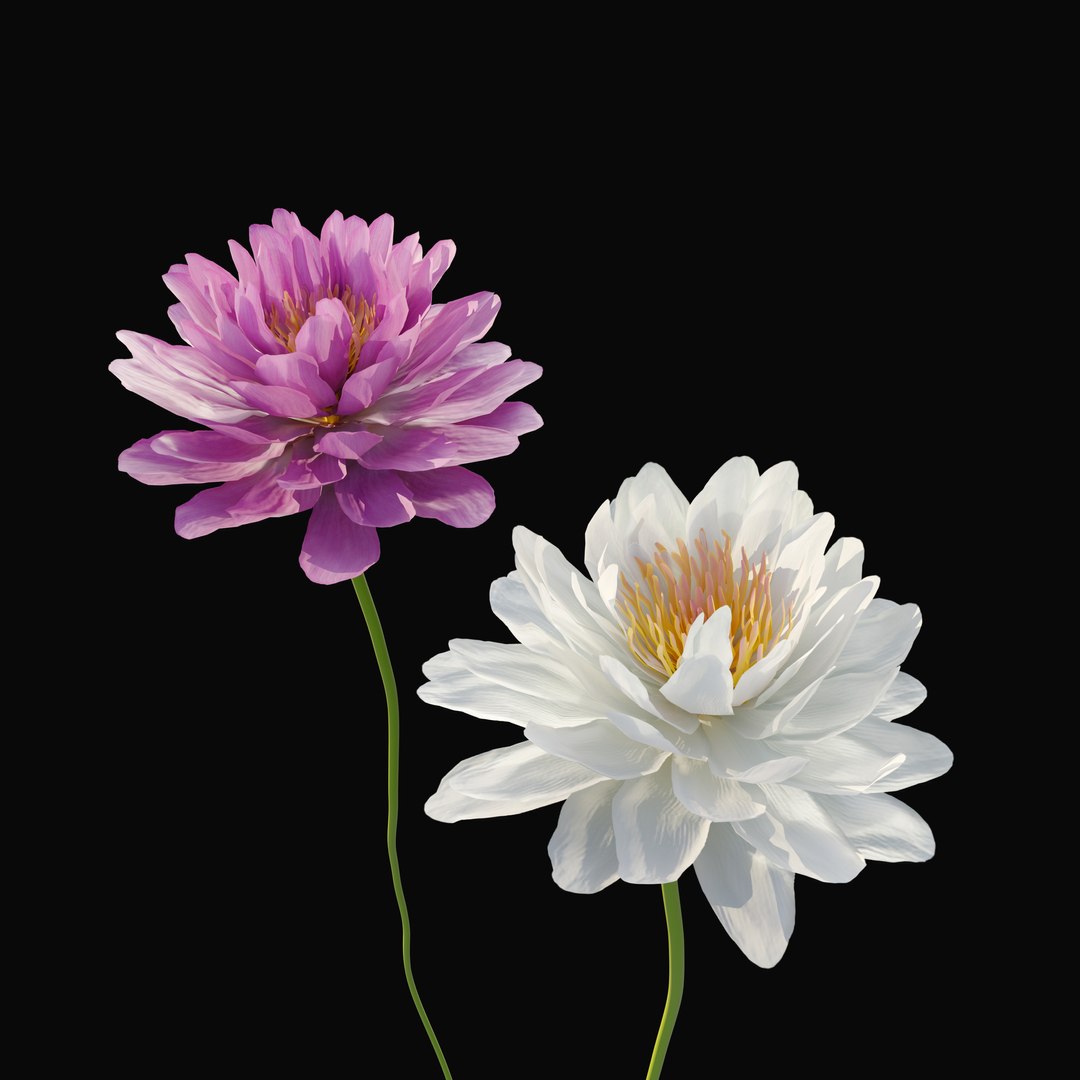 Victoria Water Lily 3D - TurboSquid 2042992