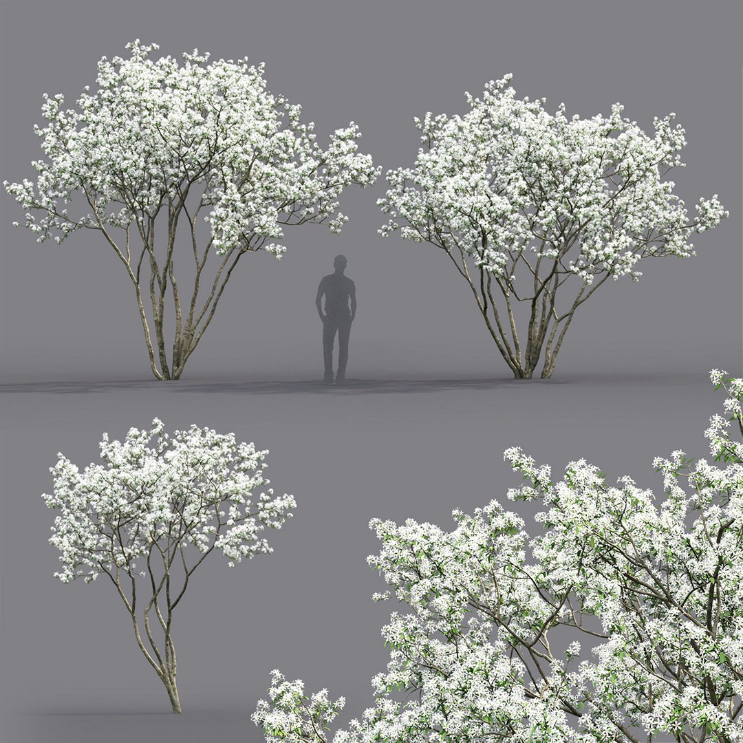 3D Flowering Trees 2 Model - TurboSquid 1527052
