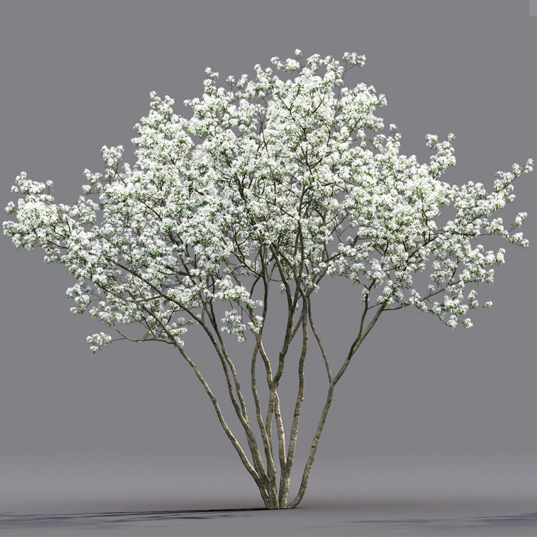 3D Flowering Trees 2 Model - TurboSquid 1527052