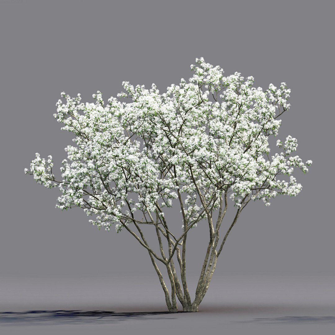 3D Flowering Trees 2 Model - TurboSquid 1527052