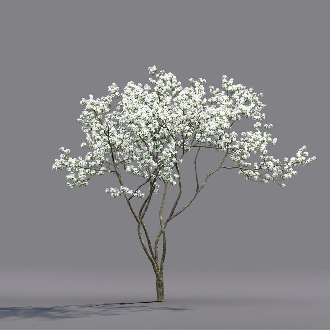 3D Flowering Trees 2 Model - TurboSquid 1527052